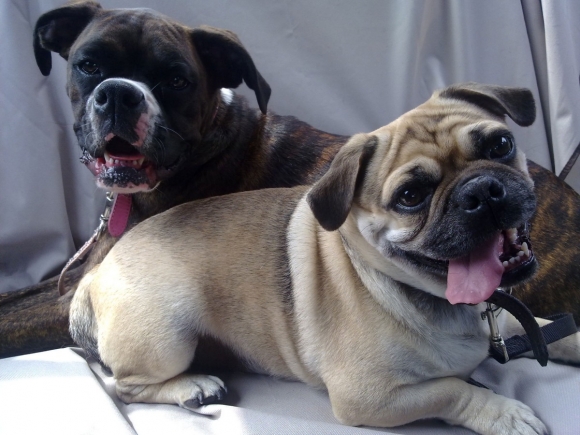 NATIONAL MUTT DAY! Beautiful dogs included!