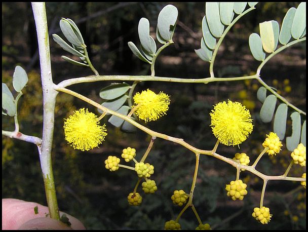 Flora of the Pilliga Forests: Acacia spectabilis