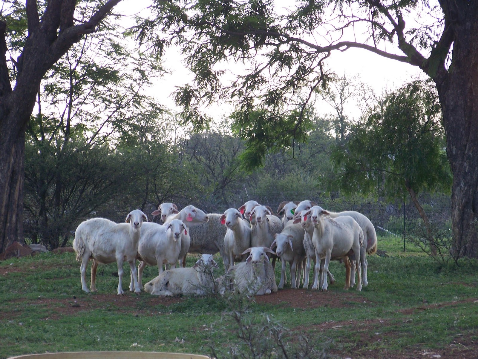 A Pretty Tourist: Meet the people of Pitsane, Botswana