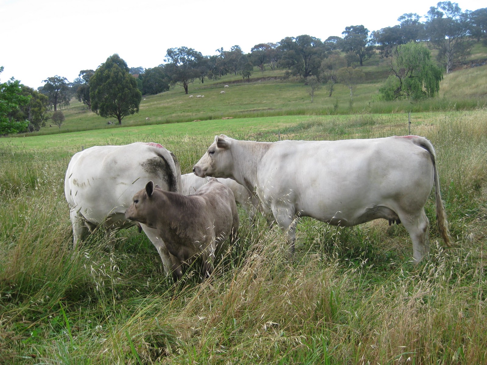 JAVID SQUARE MEATERS CATTLE STUD: FEMALES