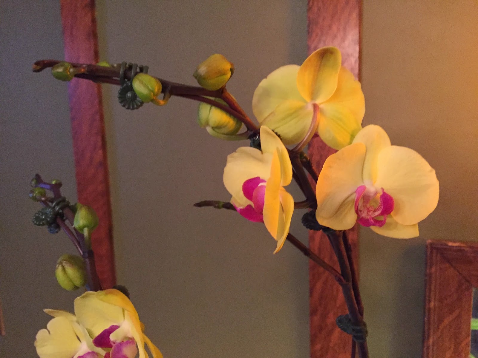 Garden with Steil - Aaron Steil - Horticulturist: Basic Orchid Care ...