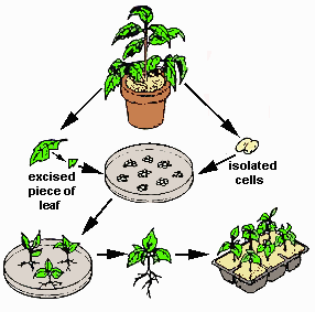 Hexagon Green Group: Tissue Cultured Plantlets