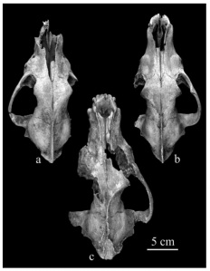 Casa Calado ( English) - Australian Shepherd and Golden Retriever: The ...