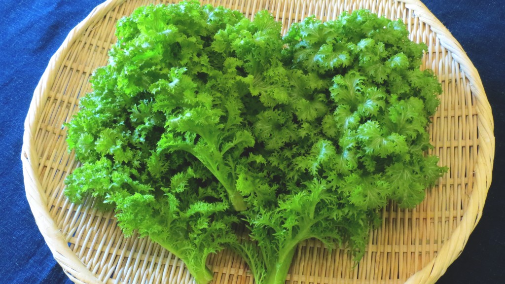 Seminte si plante de gradina hobby: Mustar oriental Wasabi-na