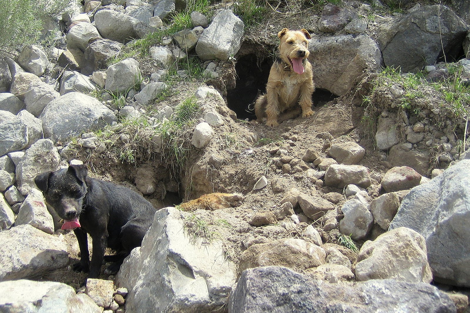 Terrierman's Daily Dose: Western US Terrier Work