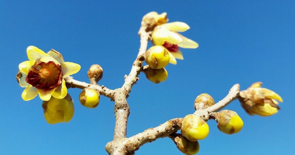 Pensieri & Parole Tre: Calicantus