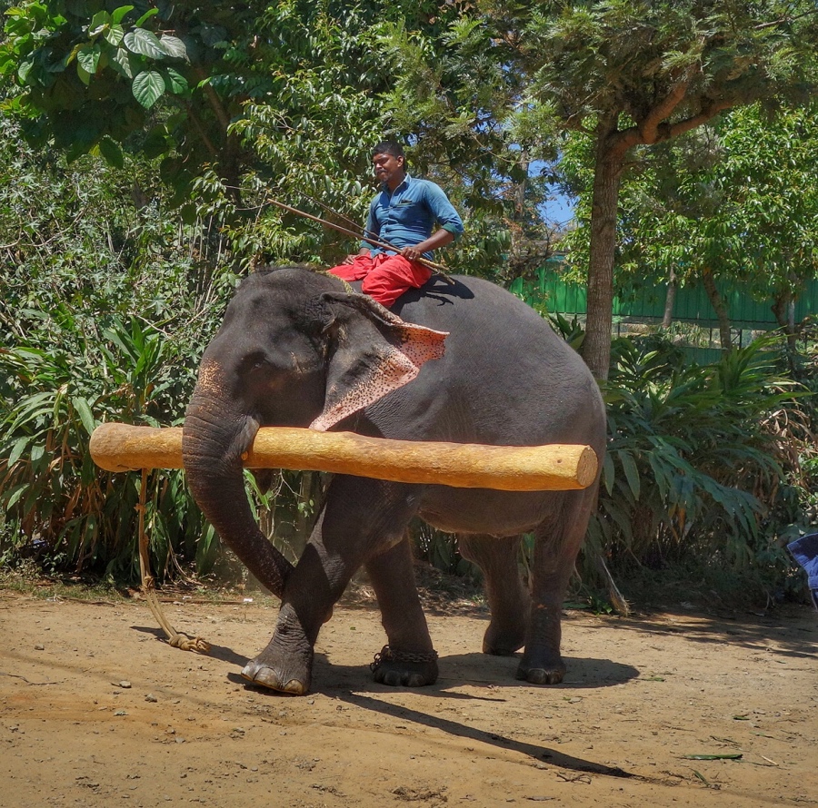 Nancy and Chuck - Retirement in Ecuador: Adventures in India - Part 13 ...