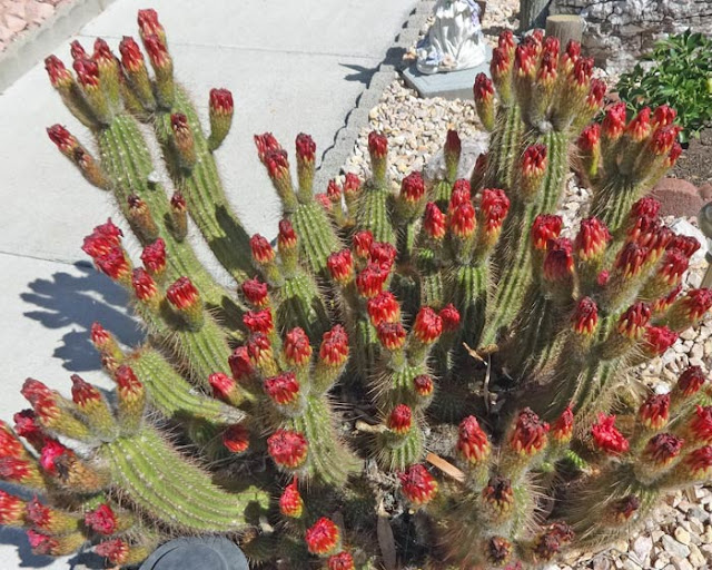 More Golden Years: Snow, cactus and curtains.