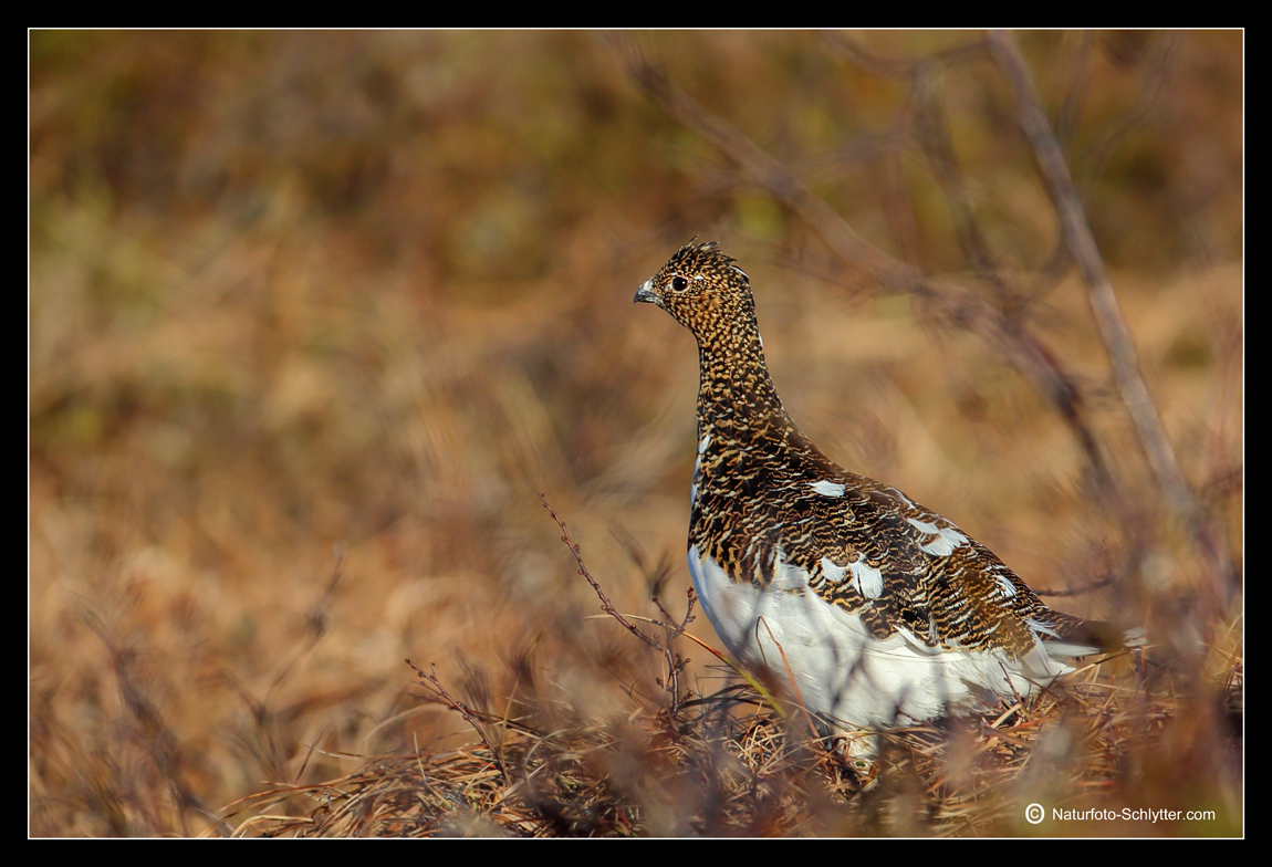 Villmarksopplevelser i ord og bilder!: 2016