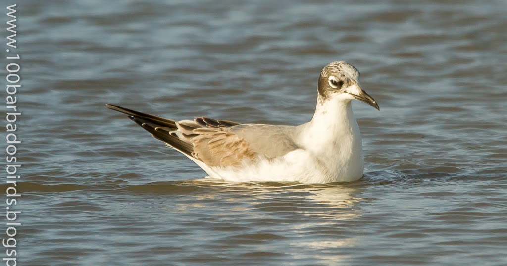 Birds of Barbados: Rarity Month 2015
