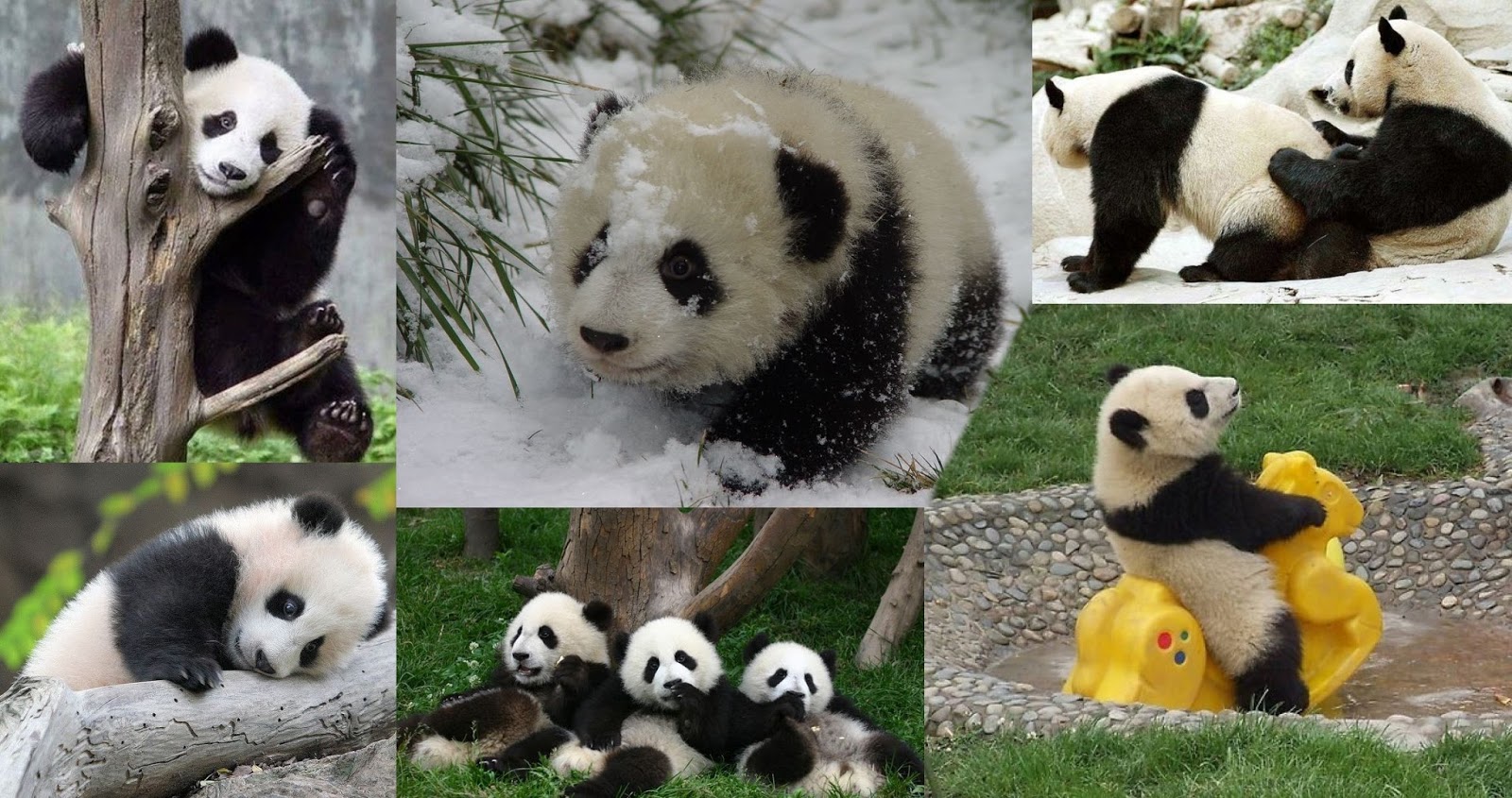 Slap The Penguin: Panda vs Penguin