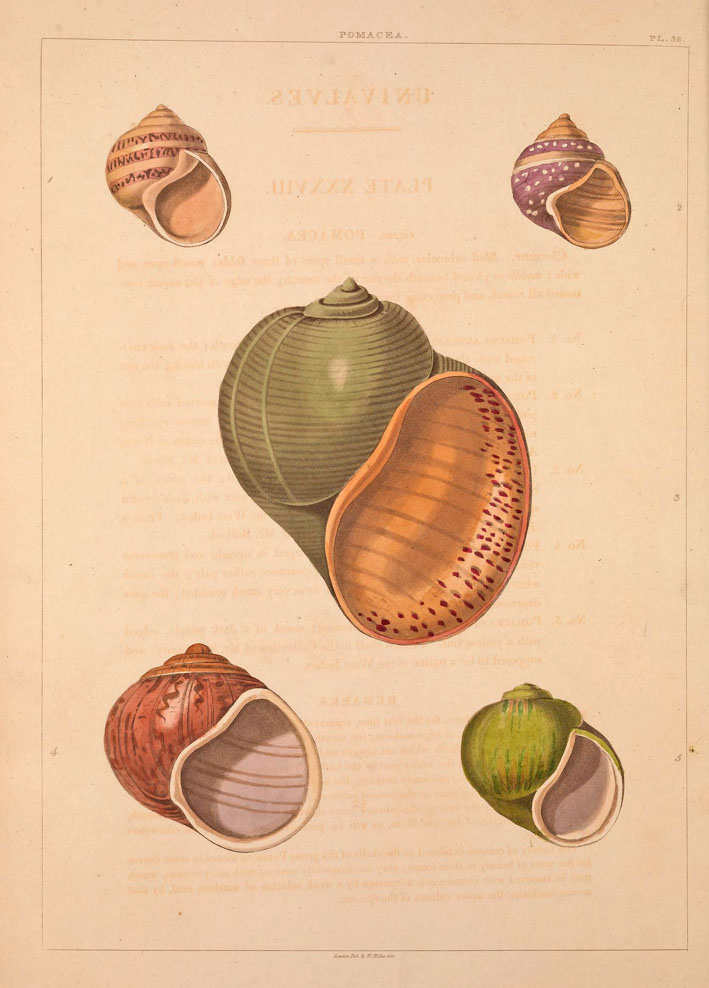 lorenzo dotti sketcher: Cronologia iconografica di conchiliologia da ...