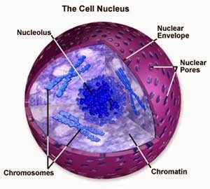 NUCLEO: DESARROLLO DEL PROBLEMA