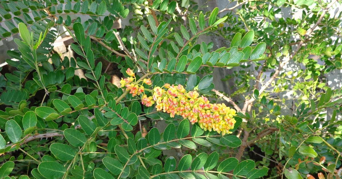 Cuidado com o Gary!!!!: Plantamos uma árvore de Pau-Brasil no pátio da ...