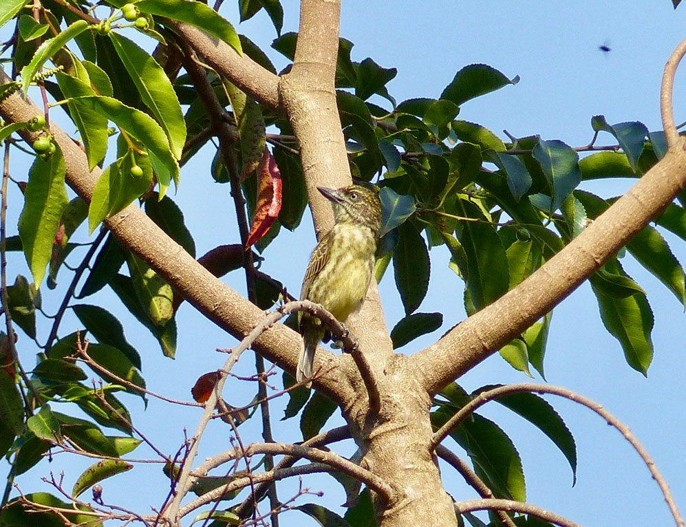 Bukoba Steve's Uganda birding blog