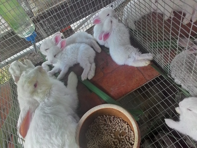 ARNAB DAGING : NEW ZEALAND WHITE