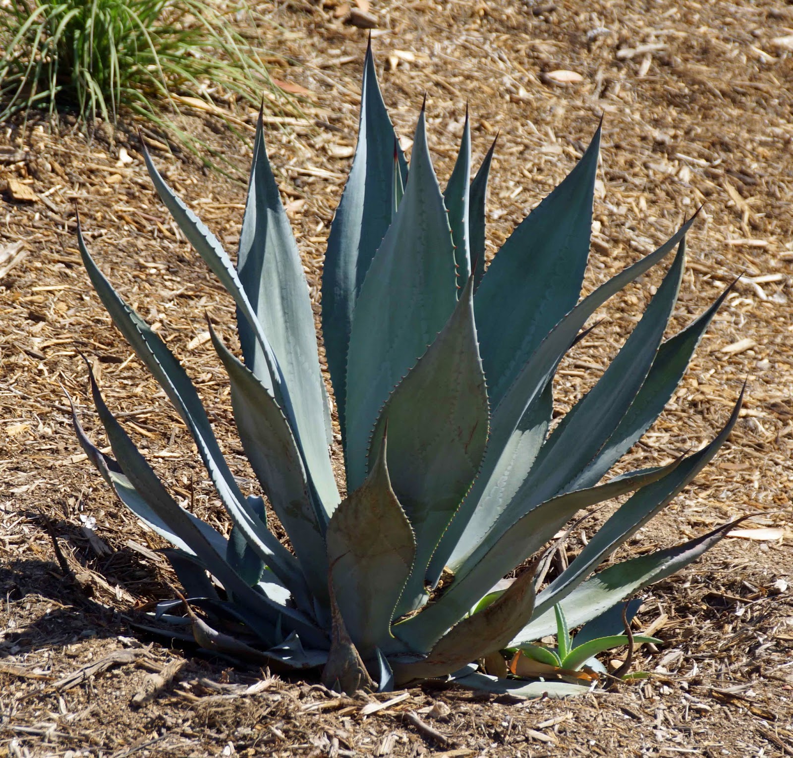 New Huntington Entrance Garden