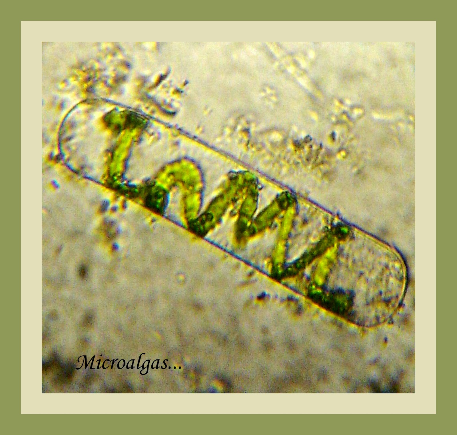 Cultivo de Microalgas em Fotobiorreatores: Microalgas..