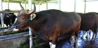 Info Harga Sapi Bali Terbaru Saat Ini Di Pasar Beringkit Pulau Bali ...
