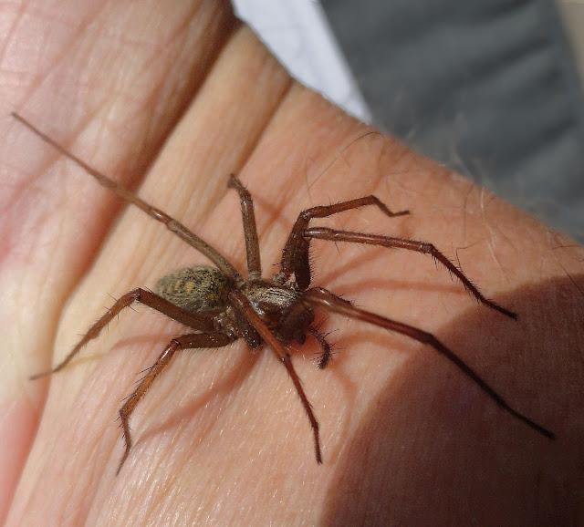 Weert en natuur: Allemaal beestjes #10