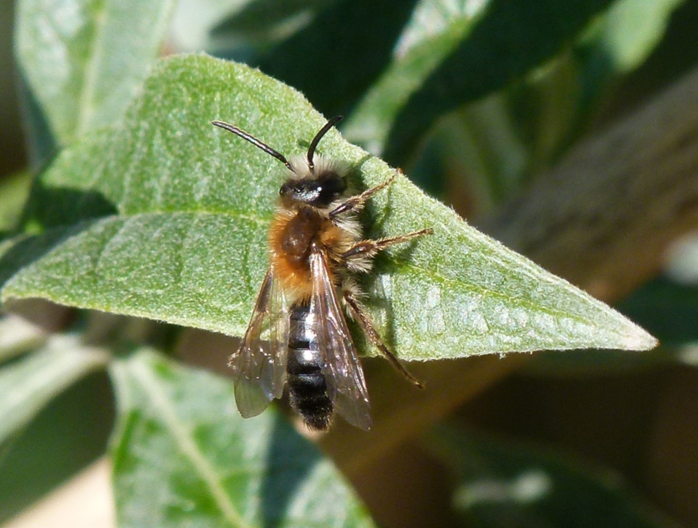Urban Wildlife Jottings: Solitary bees