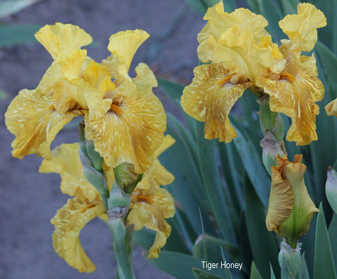 World of Irises: "Talking Irises" BROKEN COLOR IRISES WITH HYBRIDIZER ...