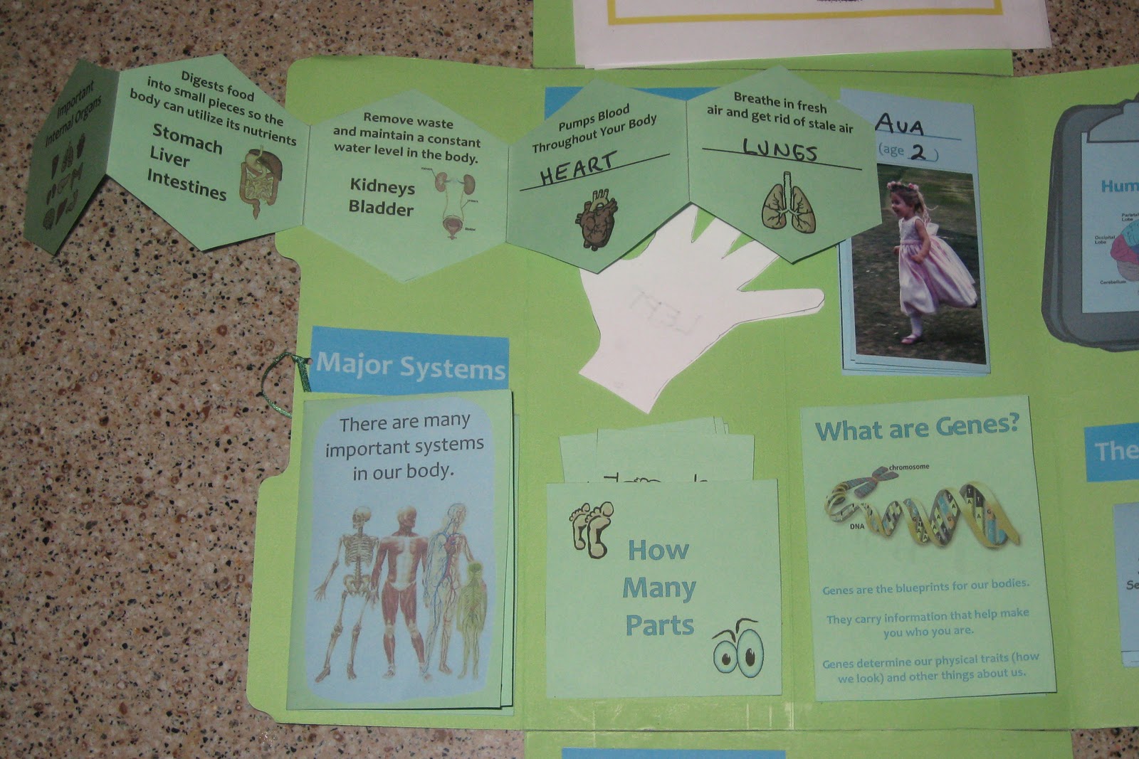 Homeschooling in Heels: Human Body Labook & Unit