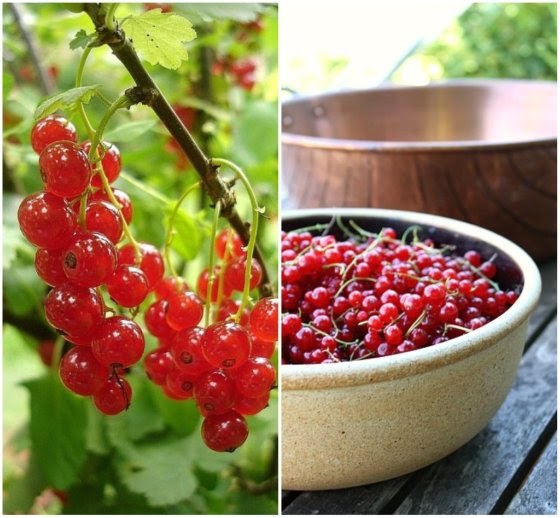 Un dimanche a la campagne: Une simple gelée de groseilles