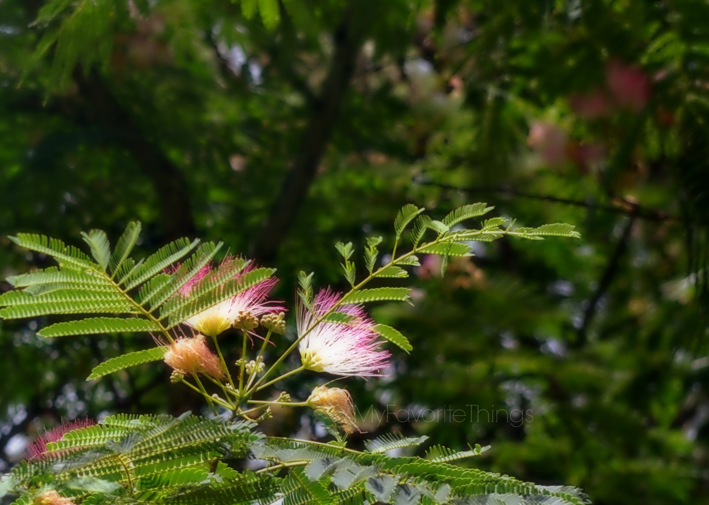 My Favorite Things: Mimosa Tree