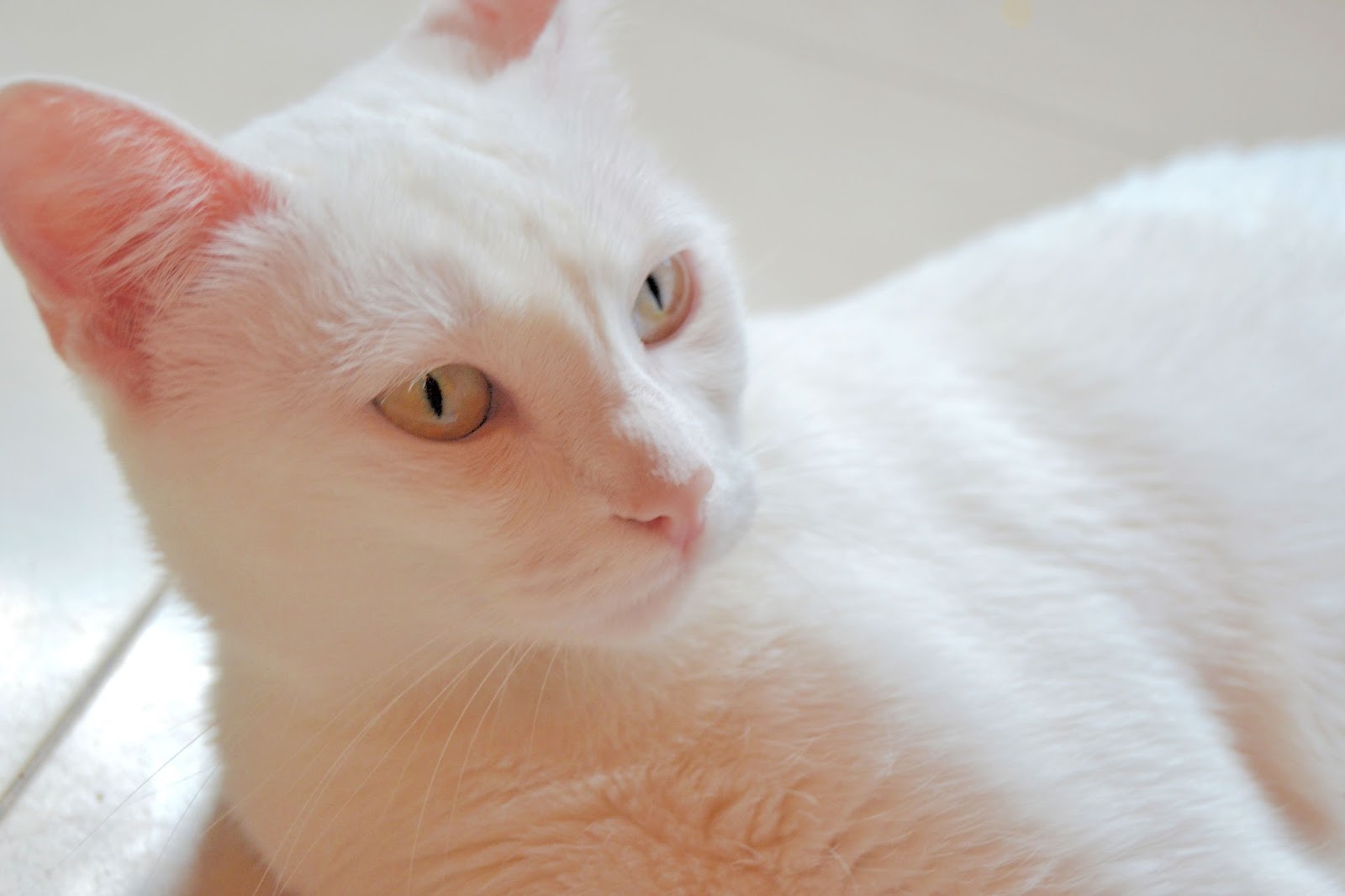 Educando en la naturaleza: La gatita que no sabía ronronear