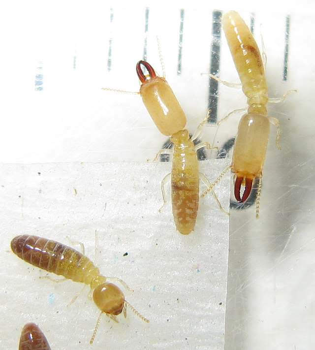 Photos and Info on Ants and Termites of Malaysia: Microcerotermes sp