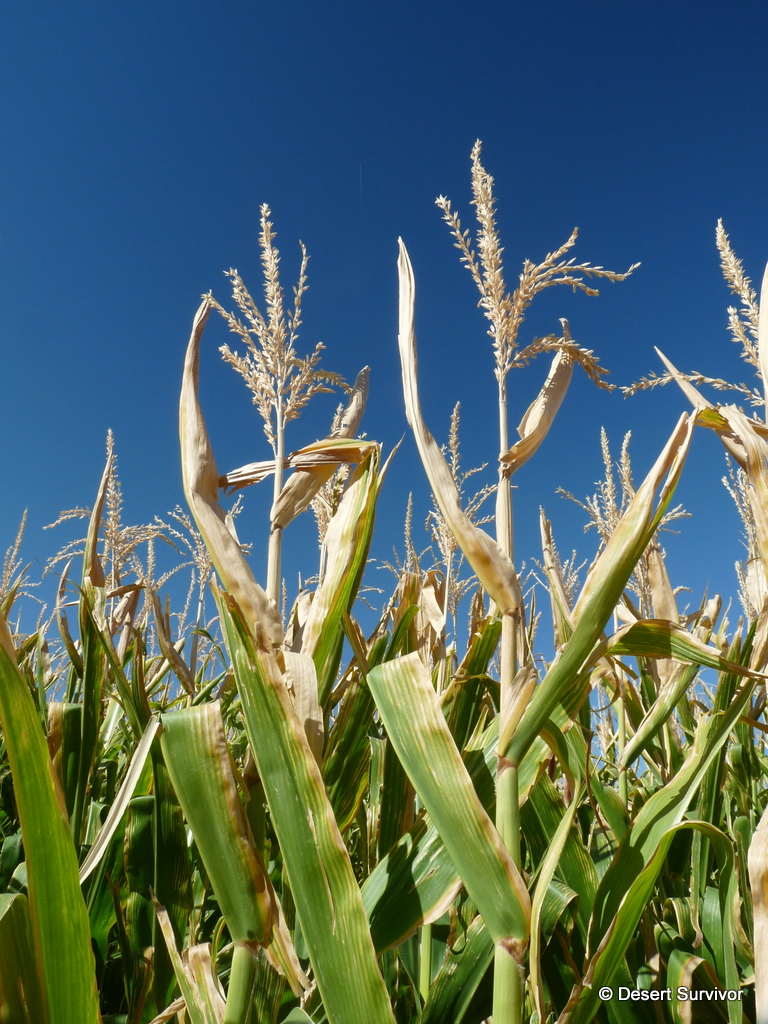 Desert Survivor: Corn