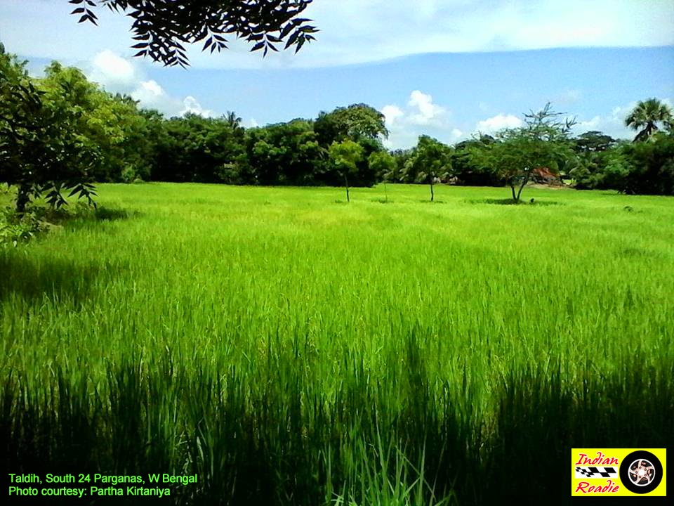 Indian Roadie: Serene greenery of rural West Bengal at Taldih in South ...