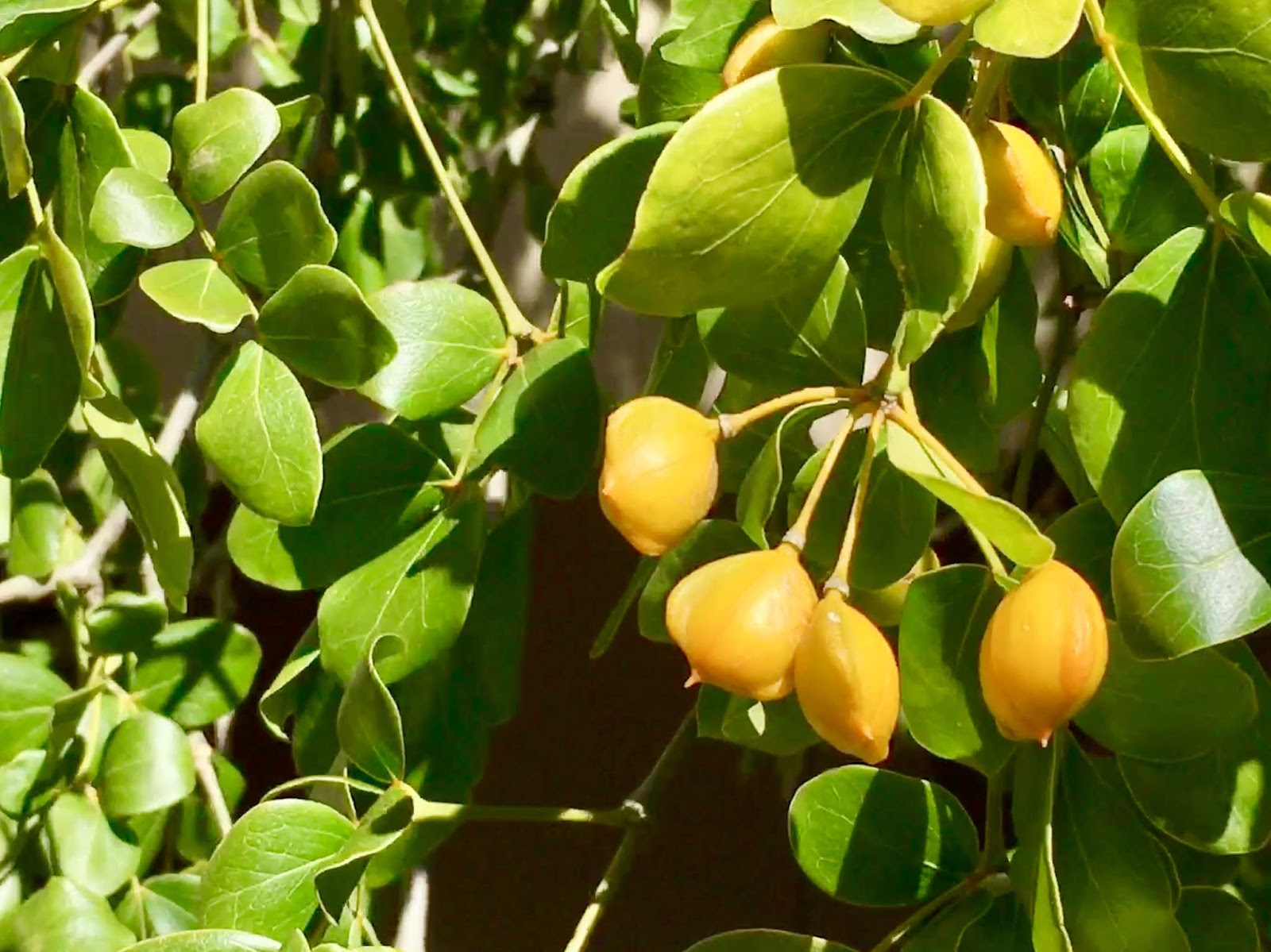 Guaiacum officinale (Lignum-vitae)