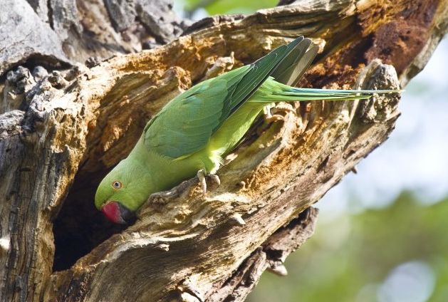 September 2011 - ARUNACHALA BIRDS