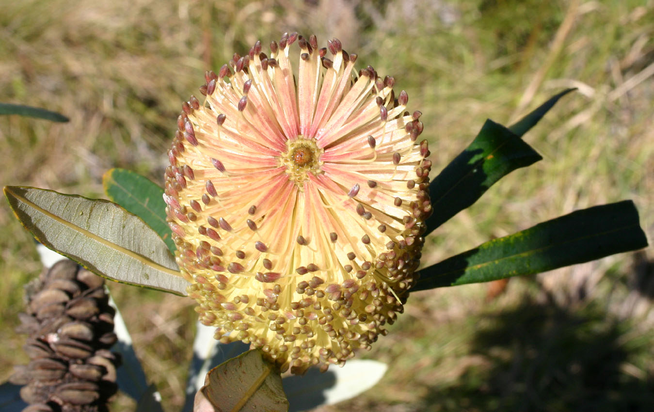 Toowoomba Plants: Our local Banksias