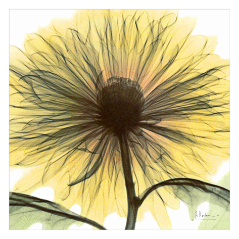 .: Albert Koetsier Beyond Light