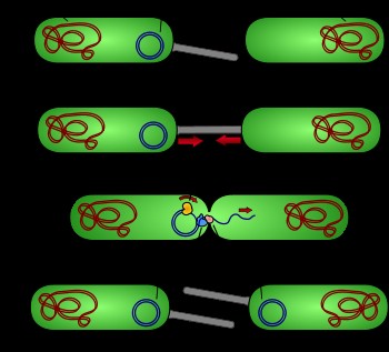 BACTERIAL MORPHOLOGY CONTD...