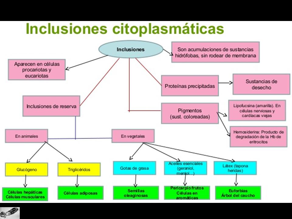 ...y la vida evolucionó: Citoplasma e inclusiones citoplasmáticas-6/15