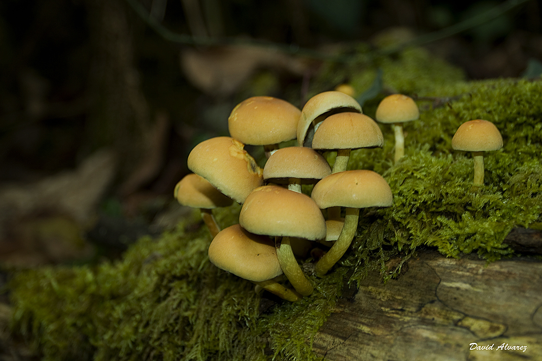 Naturaleza Cantábrica: Setas por todas partes