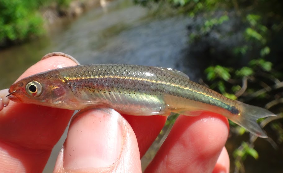 Ben Cantrell's fish species blog: 2014 NANFA convention part 3 - New ...