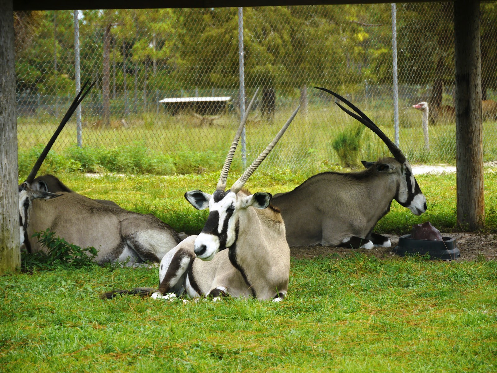 Lion Country Safari Review