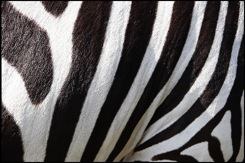 TIERRA SYLVANA: EL ROMPECABEZAS DEL ZEBRO (IV): EL ZEBRO TRAS SU ...