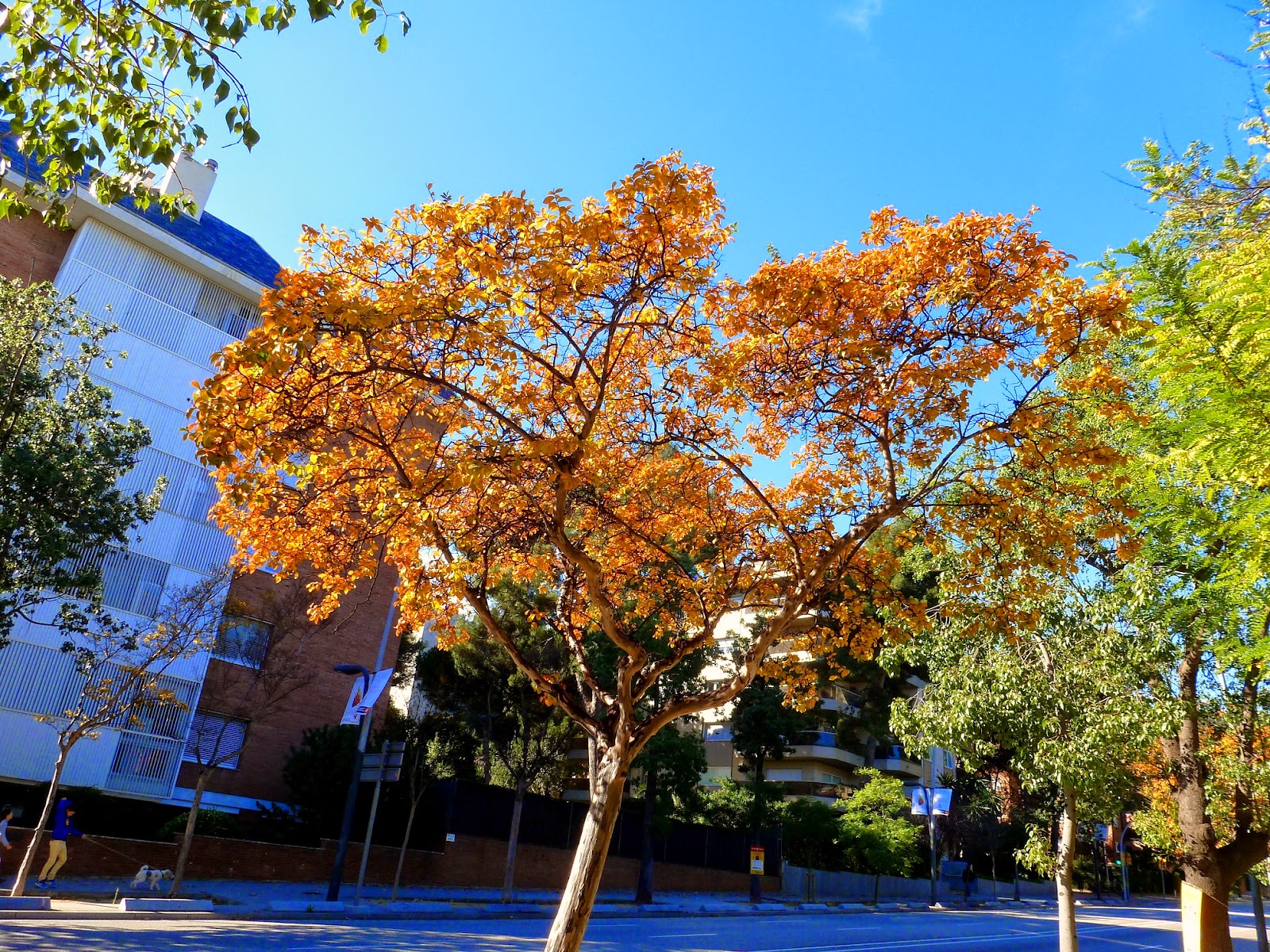 Árboles con alma: Arbol de Júpiter. (Lagerstroemia índica)