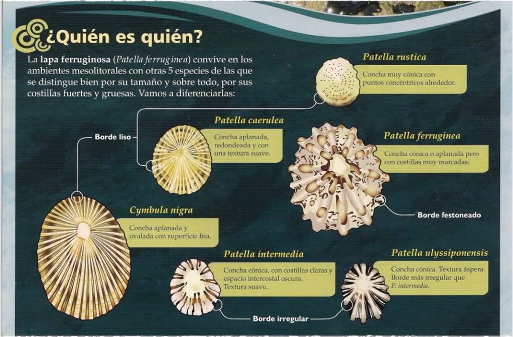 EL INCREÍBLE MUNDO DE LAS LAPAS: Al calabozo por vender un tipo de lapa!