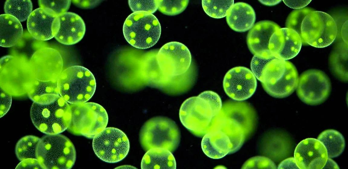 El volvox - Biología