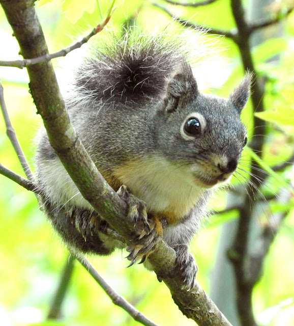 North Yuba Naturalist: Mammals!