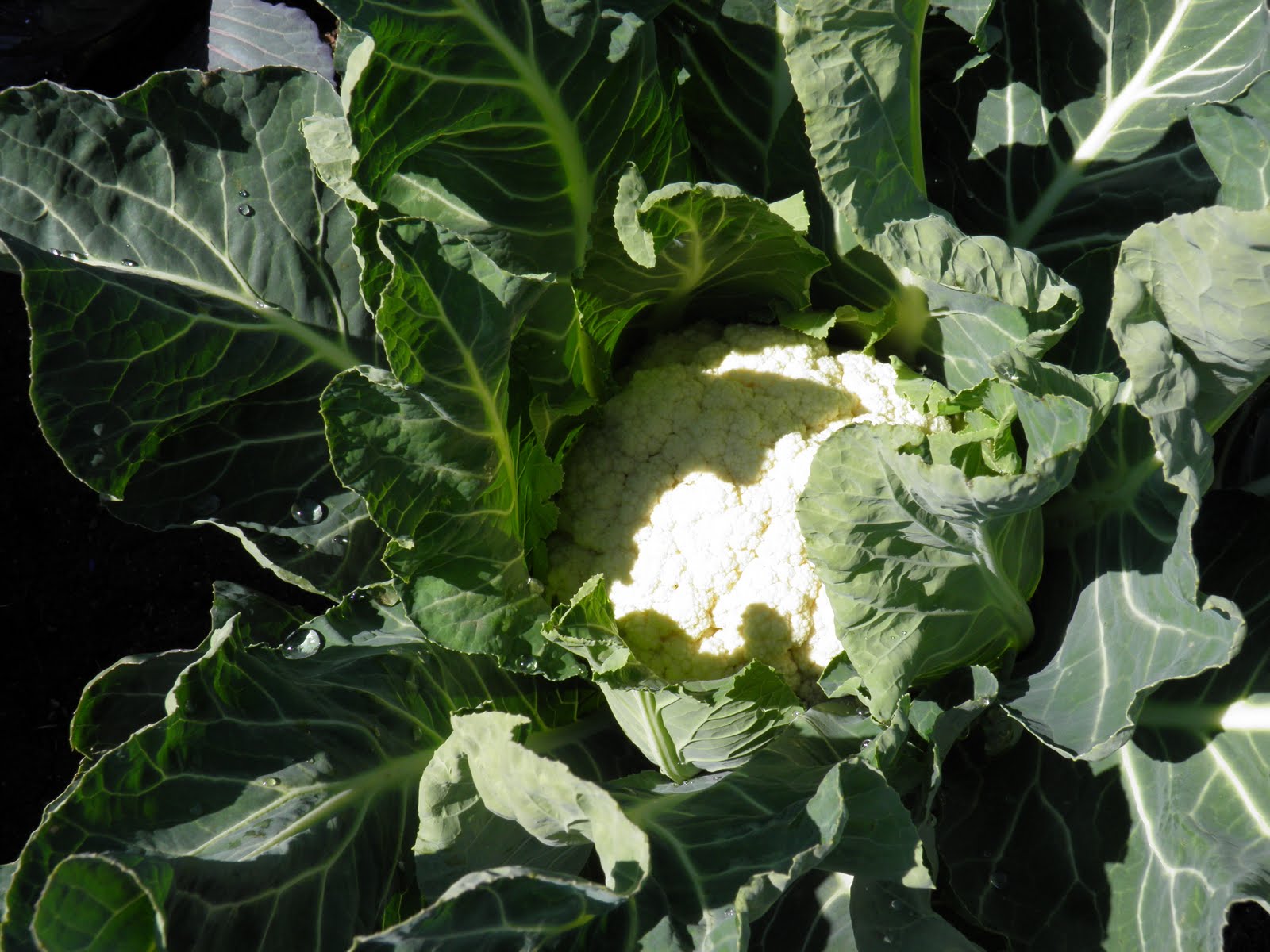 Huerta el Navajillo : Coliflor