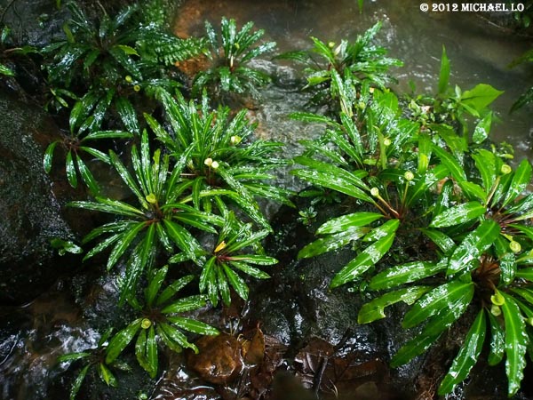 The rainforests of Borneo & Southeast Asia: Bucephalandra sp. from ...