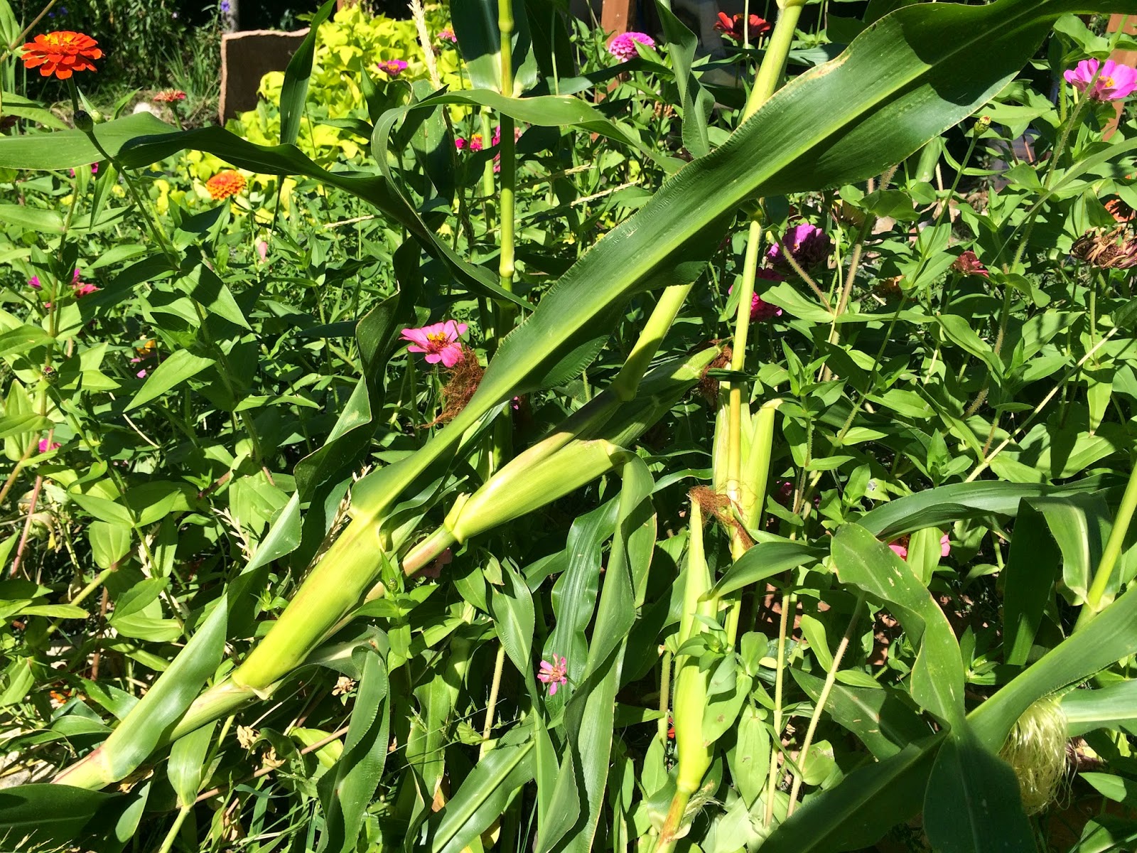 Arizona Backyard Eden: A harvest of fallen corn